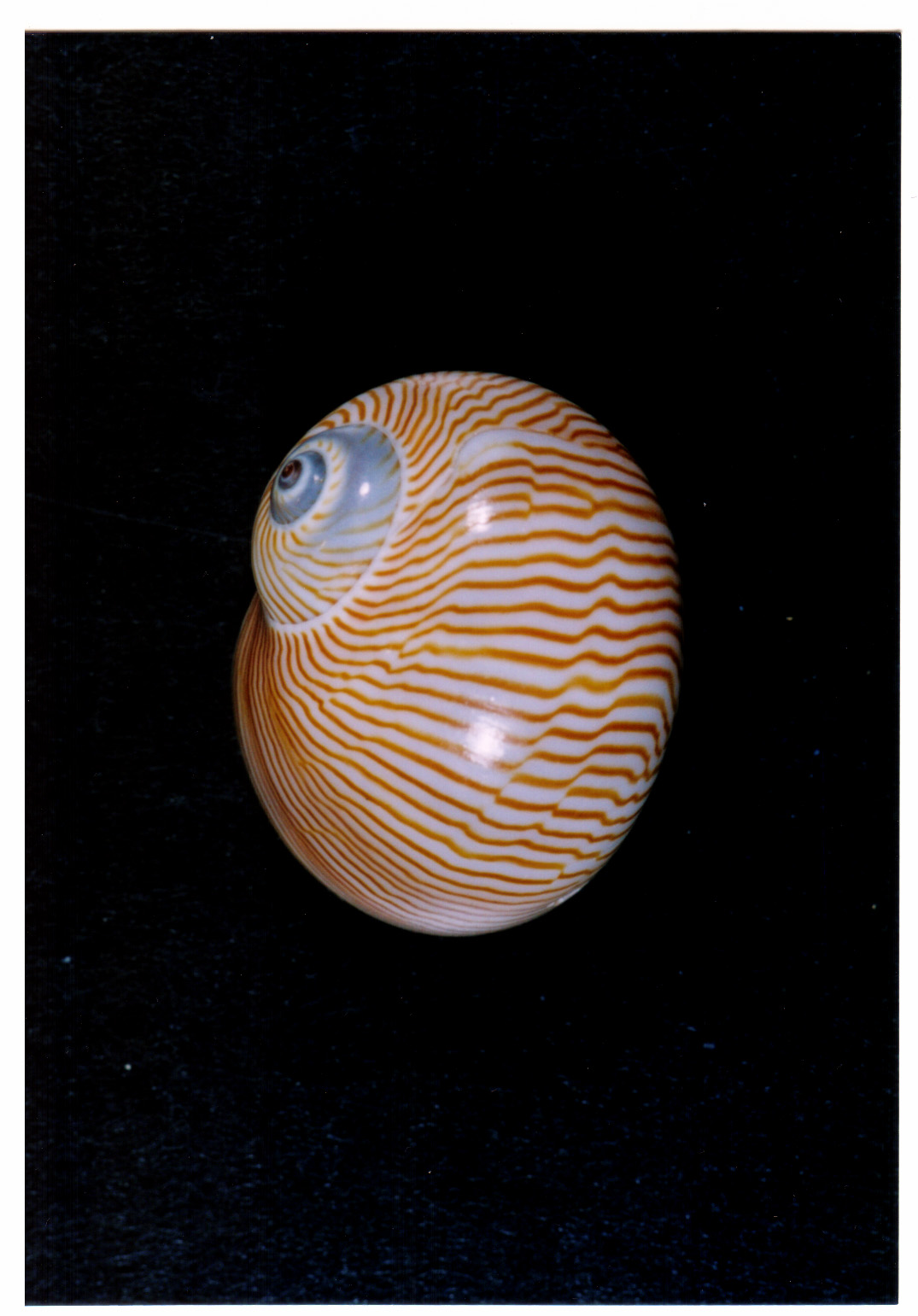 留萌ブログ : マサメダマ