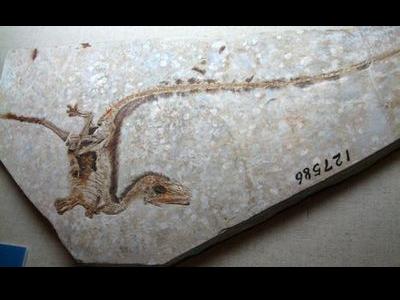 謎とされてきた恐竜の色がついに特定される…イギリス・中国の研究チーム - ライブドアニュース