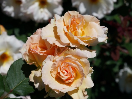 高遠花の丘公園のバラが満開～♪ | 信州・山梨の四季便り - 楽天ブログ